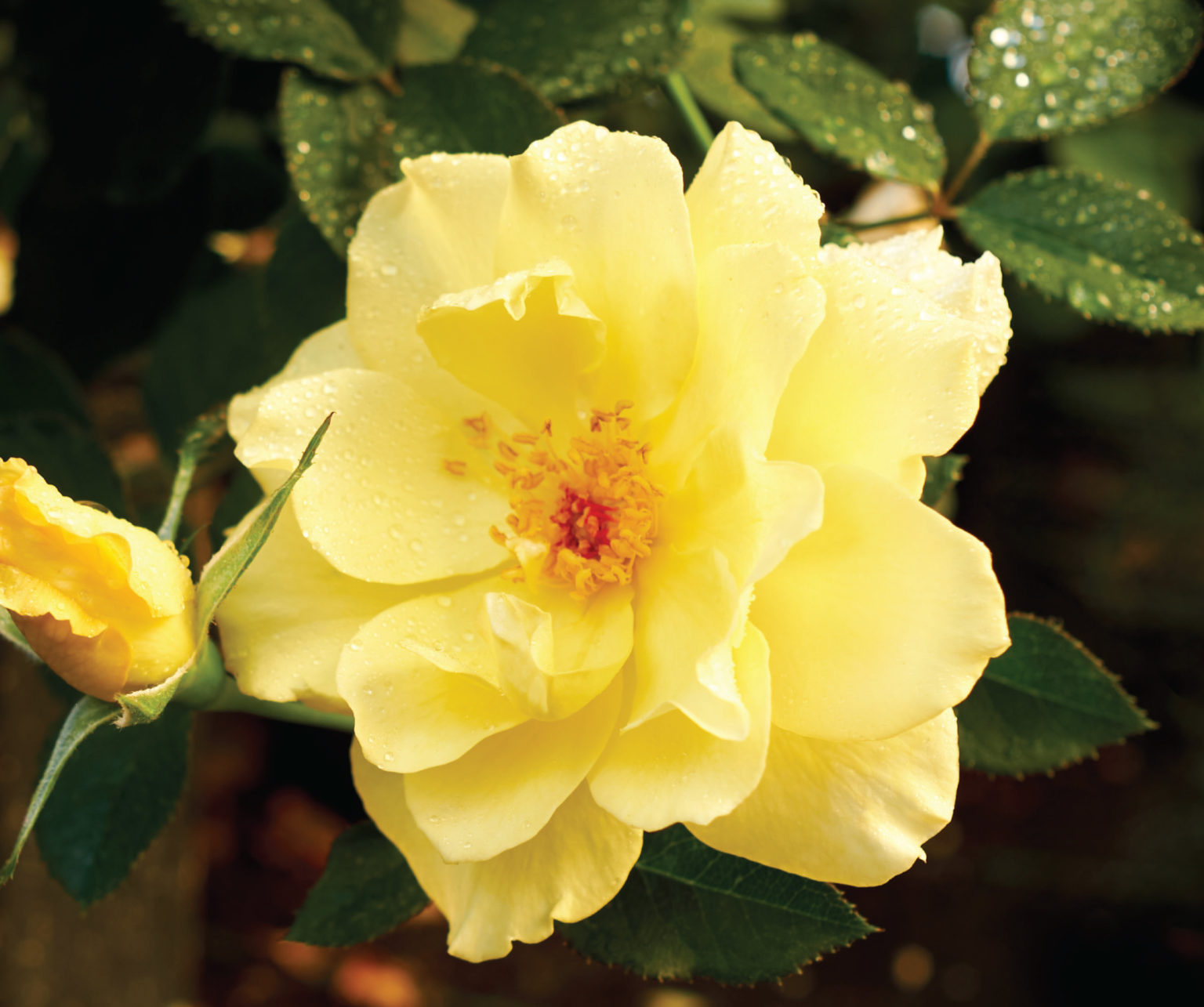 Yukon Sun, 49th Parallel Collection by Vineland – Allied Properties REIT